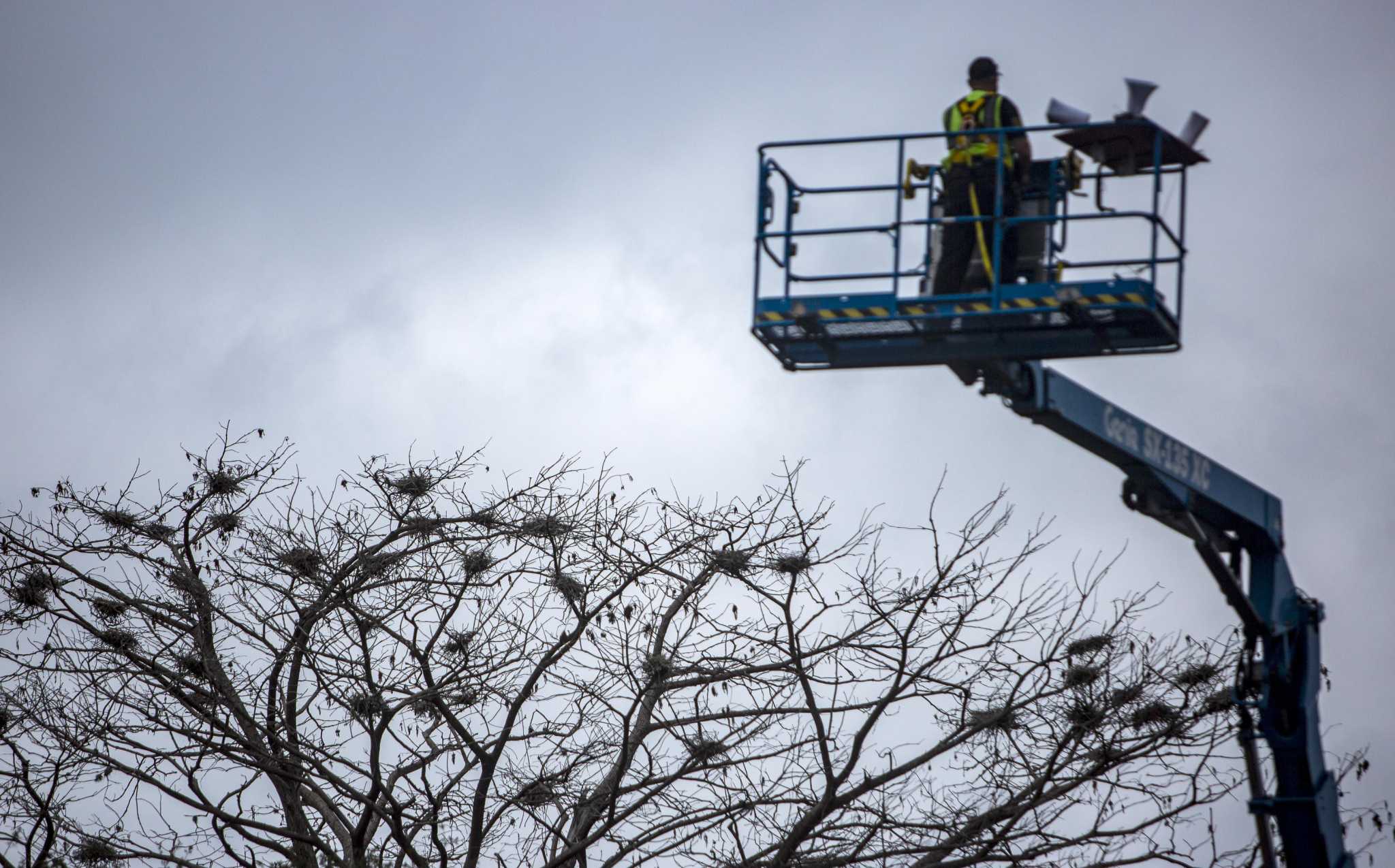 Coalition for Sustainable Urban Rookeries | Coalition for Sustainable ...